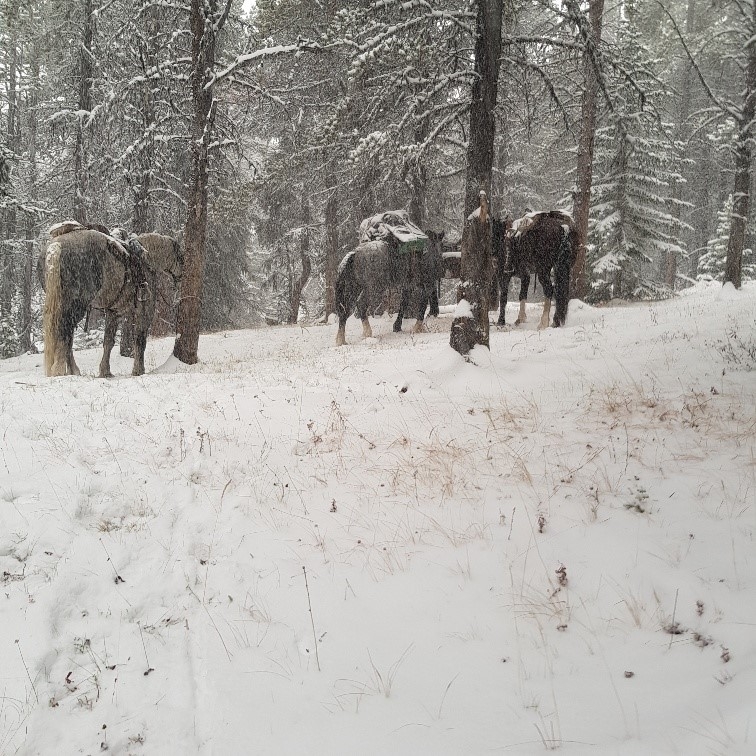 Rocky Mountain Bighorn Sheep Hunts in Alberta | Alberta Sheep Hunting